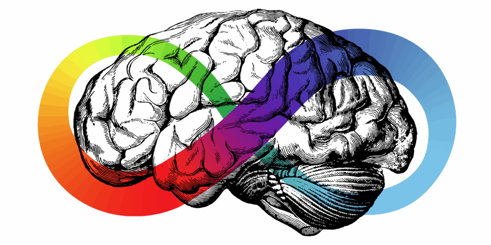 Understanding Neurodivergence and Neurodiversity | Wasatch Learning ...